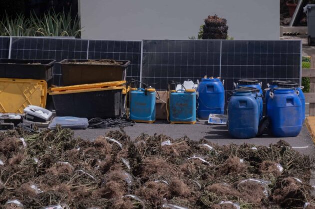 Desmantelan en Ocoa la mayor plantación de marihuana detectada hasta ...